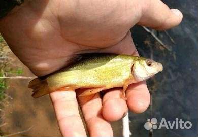Линь рыба для пруда