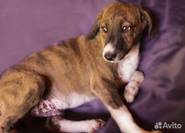 Щенки метисы невероятного окраса ищут дом