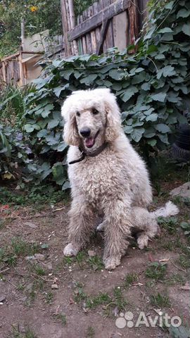 Возрастной пудель