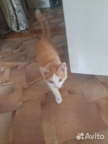 Рыжий котенок в добрые руки, мальчик