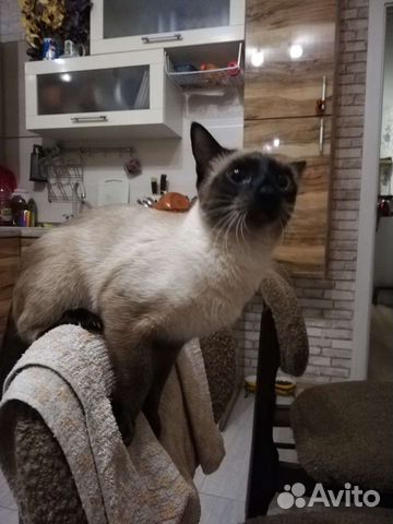 Тайская кошка ищет кота