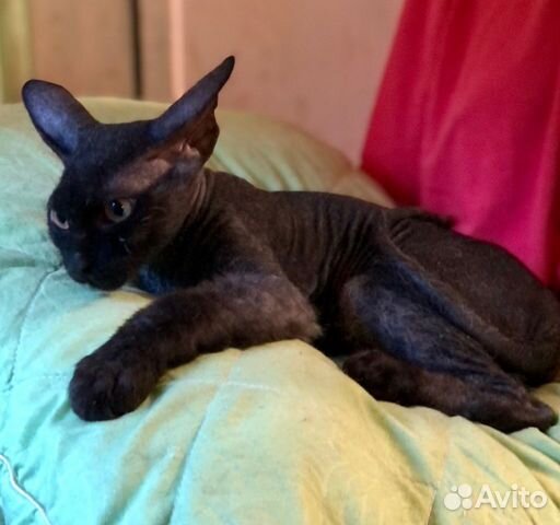 Коты сфинксы бесплатно