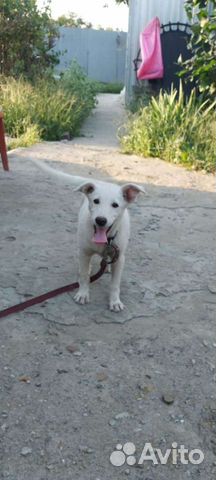 Белое чудо в добрые руки