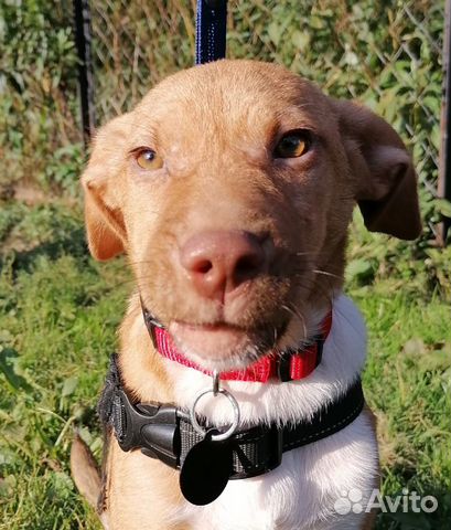 Щенок ищет дом,5 мес, дева