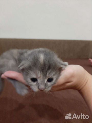 Котенок девочка в добрые руки