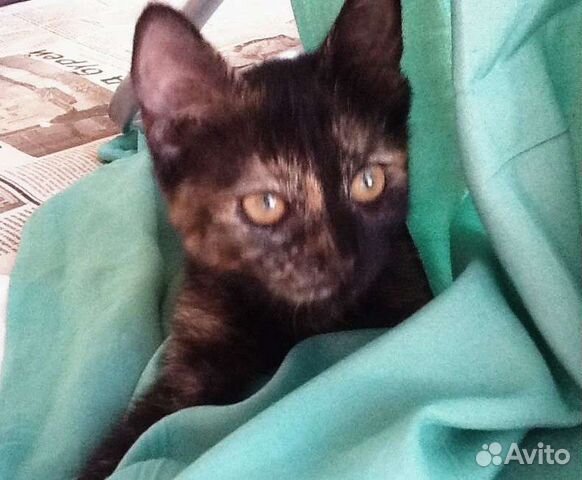 Котенок черепашечка
