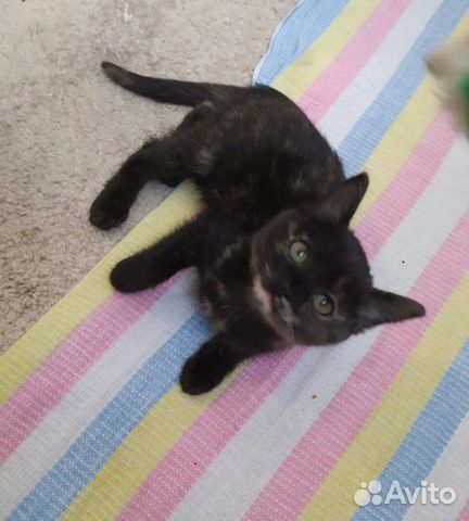 Котенок Алиса