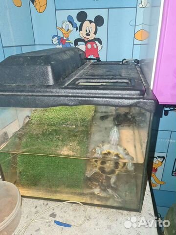 Черепаха с аквариумом