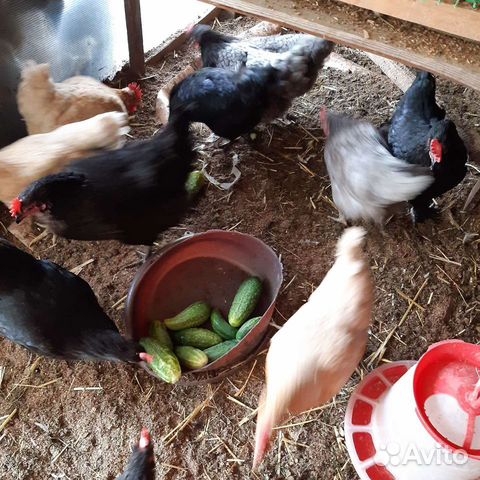 Куры молодки несушки доминант