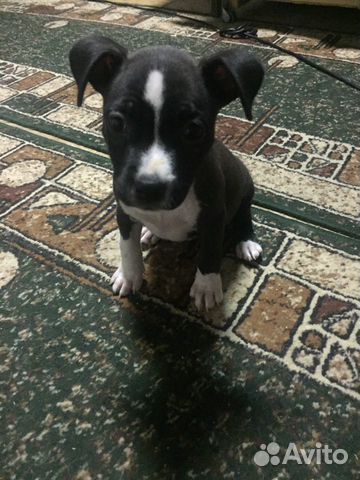 Отдам бесплатно щенка стаффа