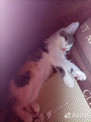 Котенок девочка бесплатно