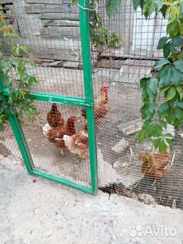 Домашняя птица