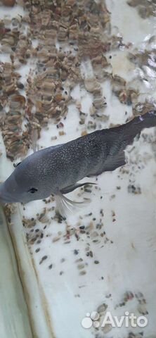 Аквариум с рыбай
