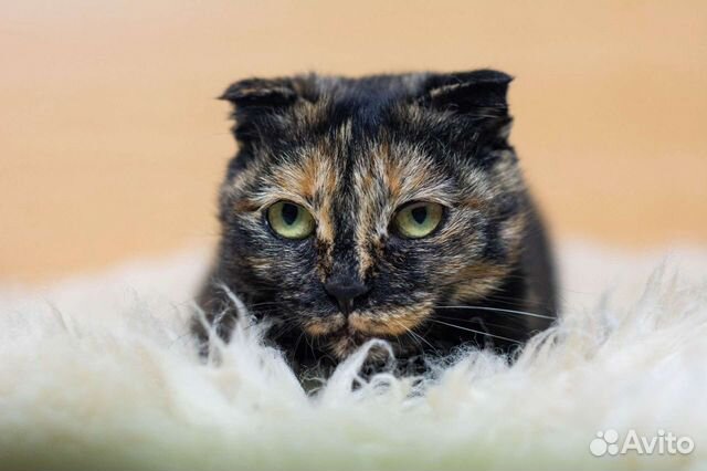 Космическая кошка Андромеда ищет семью