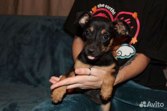 Нюра ищет дом