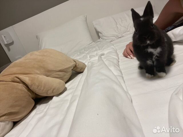 Мини кролик,цветной карлик