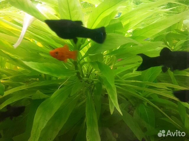 Аквариумные рыбки и креветки
