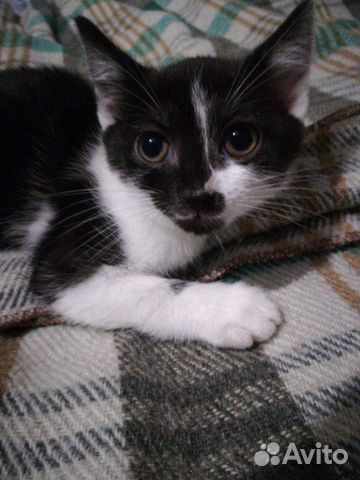 Котёнок 1,2 месяца
