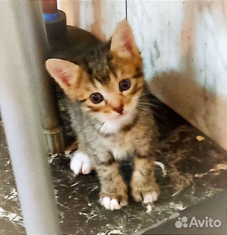 Котенок-мальчик