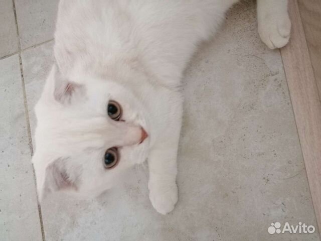 Шотландский кот