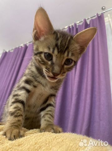 Бенгальские котята