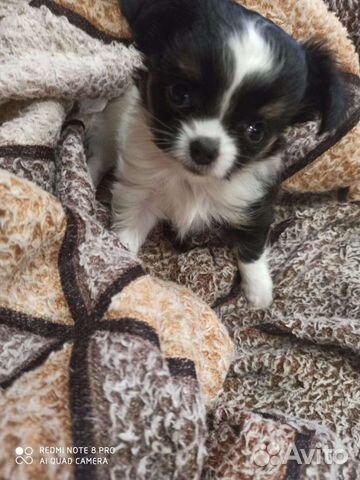 Щенок чихуахуа