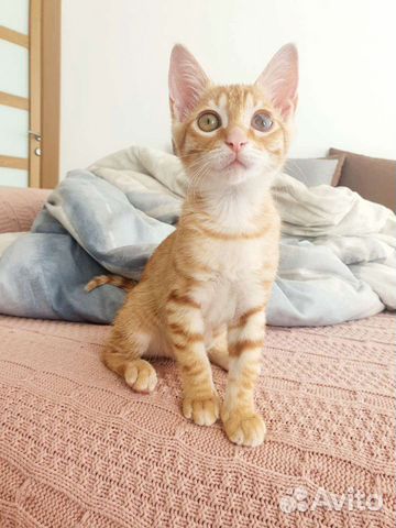 Котик в дар 3-4мес