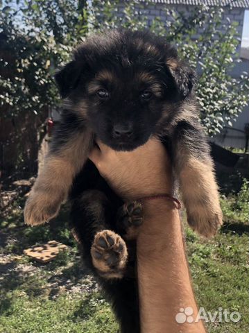 Щенки немецкой овчарки