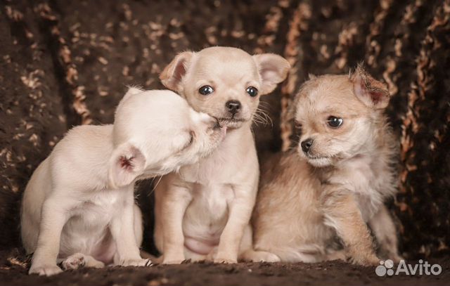 Щенки чихуахуа мини