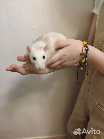 Крысы дамбо стандарт