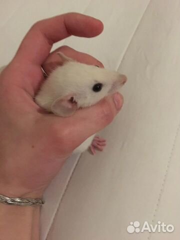 Отдам двух крысок,в хорошие руки