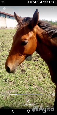 Кобылка 2021 г рождения,отец чемпион