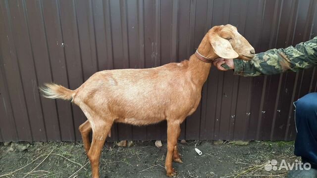 Козы нубийские, козочки