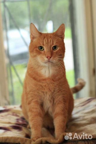 Кот Господин Рыжий 4 года