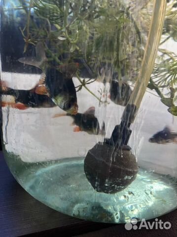 Рыбки барбусы