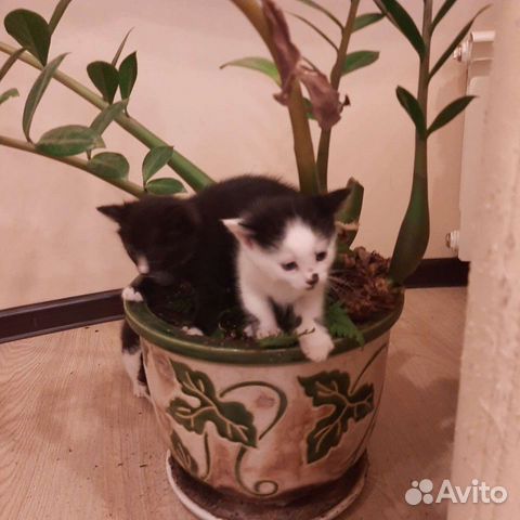 Отдаю милейших котят в хорошие руки