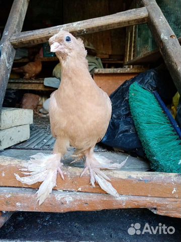 Голуби узбекские, бойные,старопородные