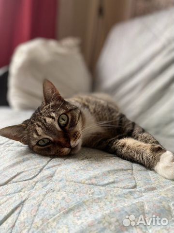 Кошка в дар