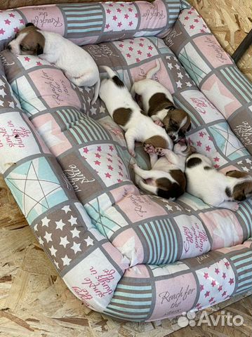 Щенки джек рассел терьер