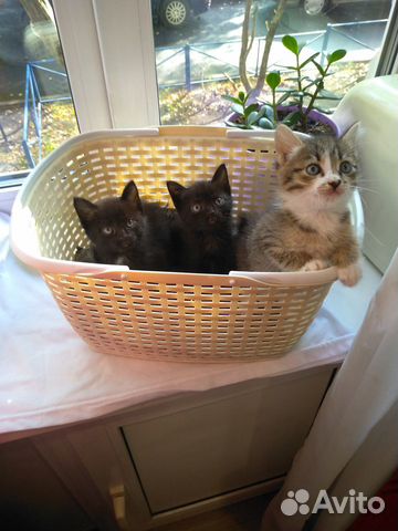 Котята (без хвостика)