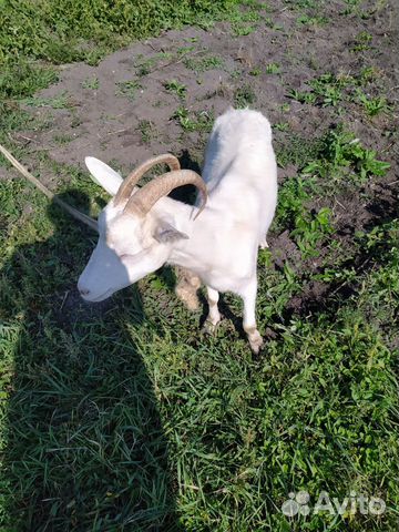 Коза Горьковской породы дойная