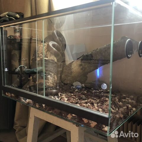 Королевская колифорнийская змея