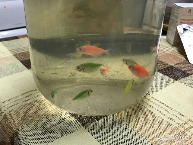 Рыбки, Цыхлиды 10шт