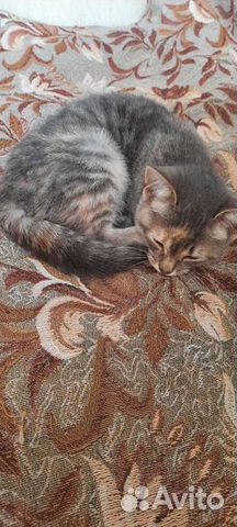 Ищет дом котёнок (девочка) Очень умная, игривая, е
