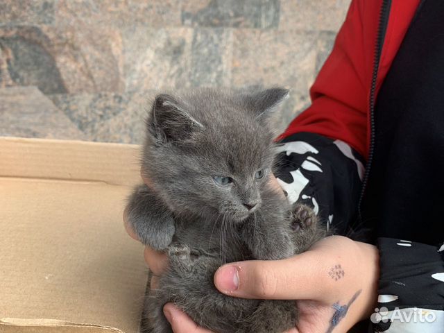Серая Лина