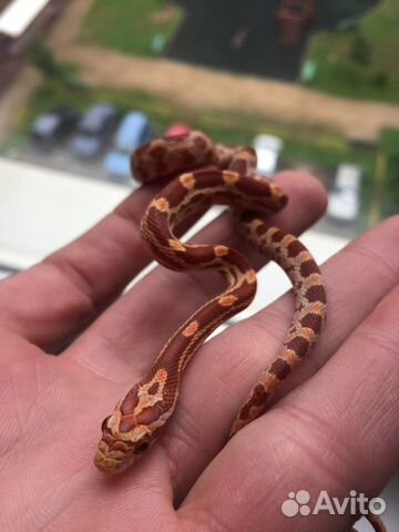 Маисовый полоз морфы Hypomelanistic (Гипо)