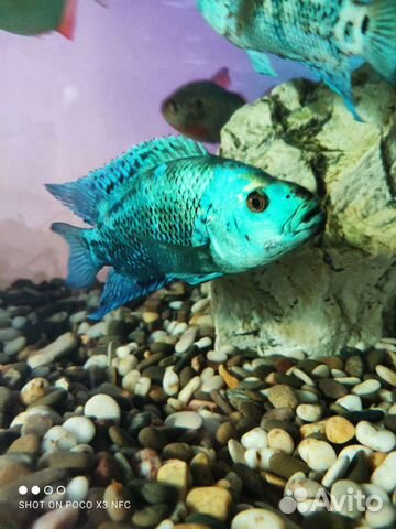 Блю Демпси, 3 шт, 13 см