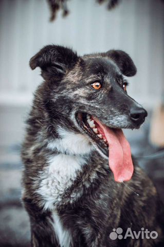 Красивый пес попал в приют