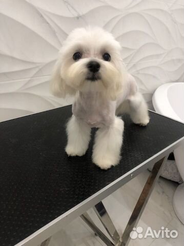 Мальчик Мальтезе Микро