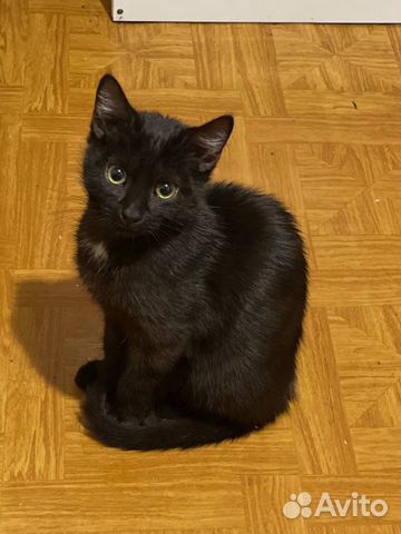 Милый котик